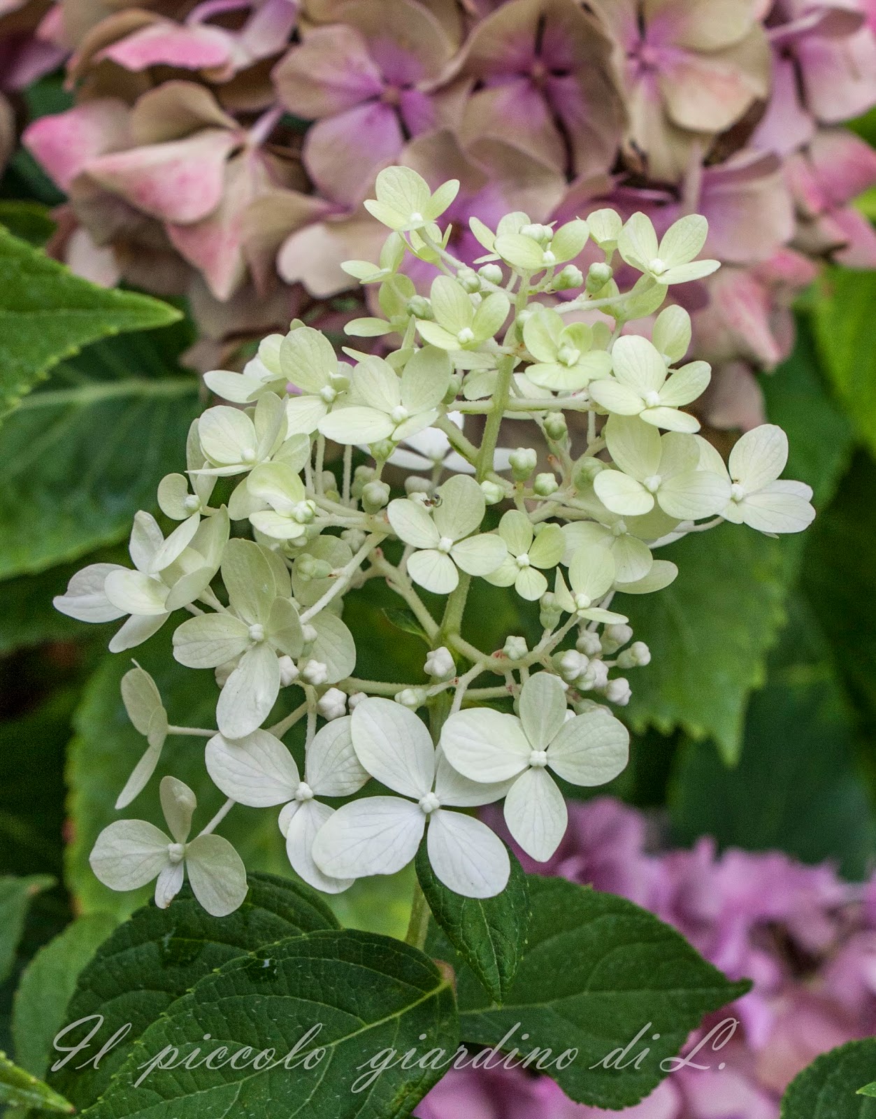 Il piccolo giardino di L.: Rassegna di inizio luglio