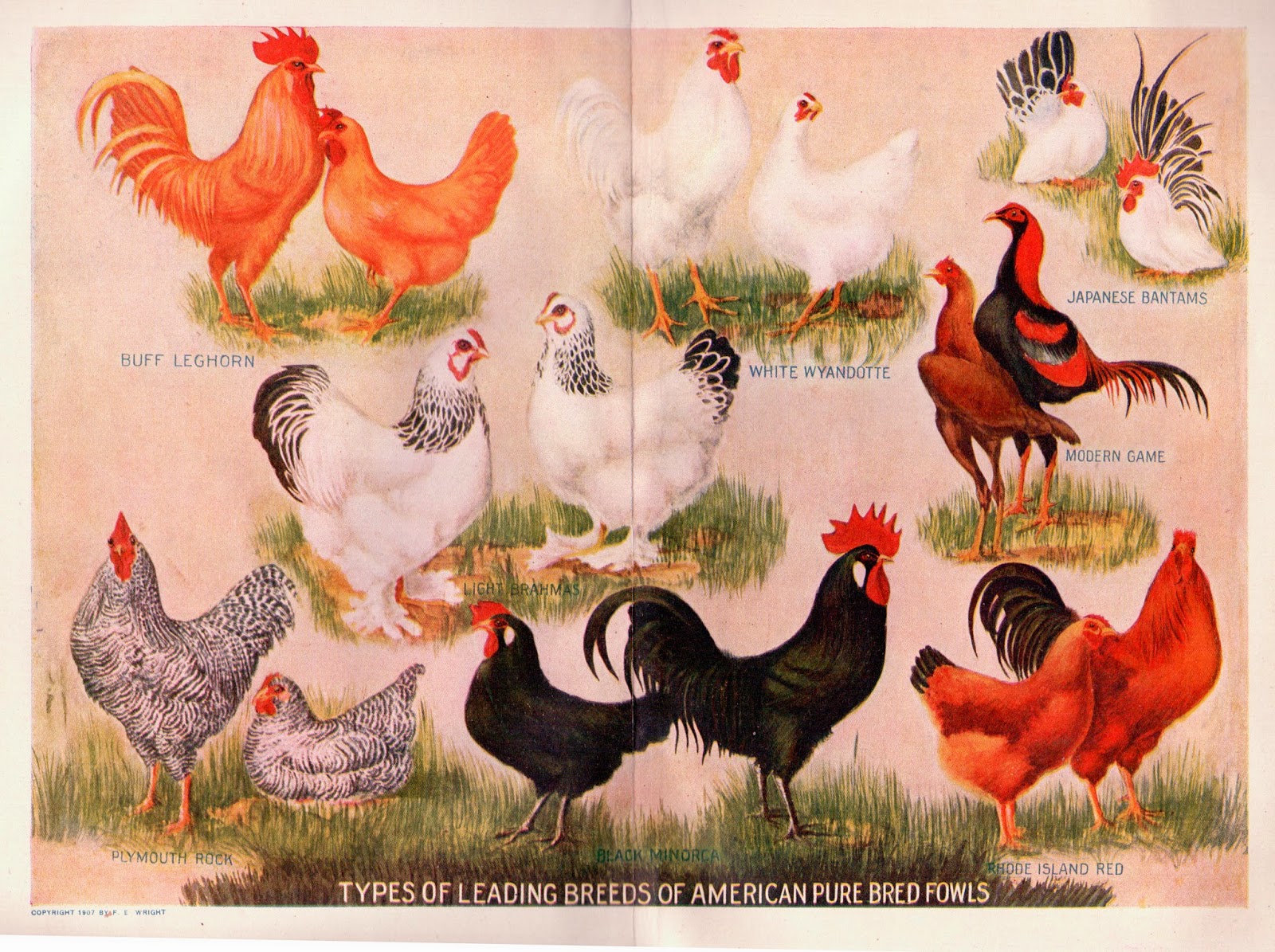 Tips for Selecting Your Chicken Breed | From Home Wealth