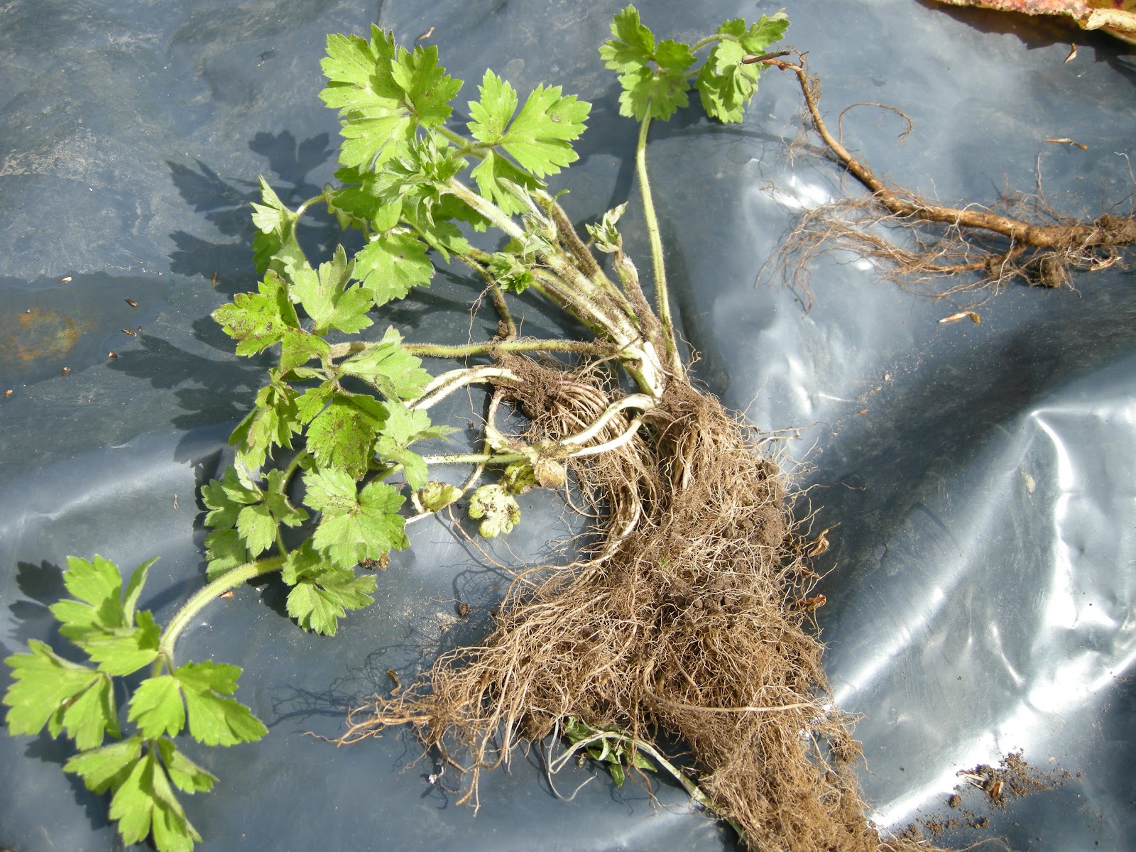 mca: Good weed v's bad weed