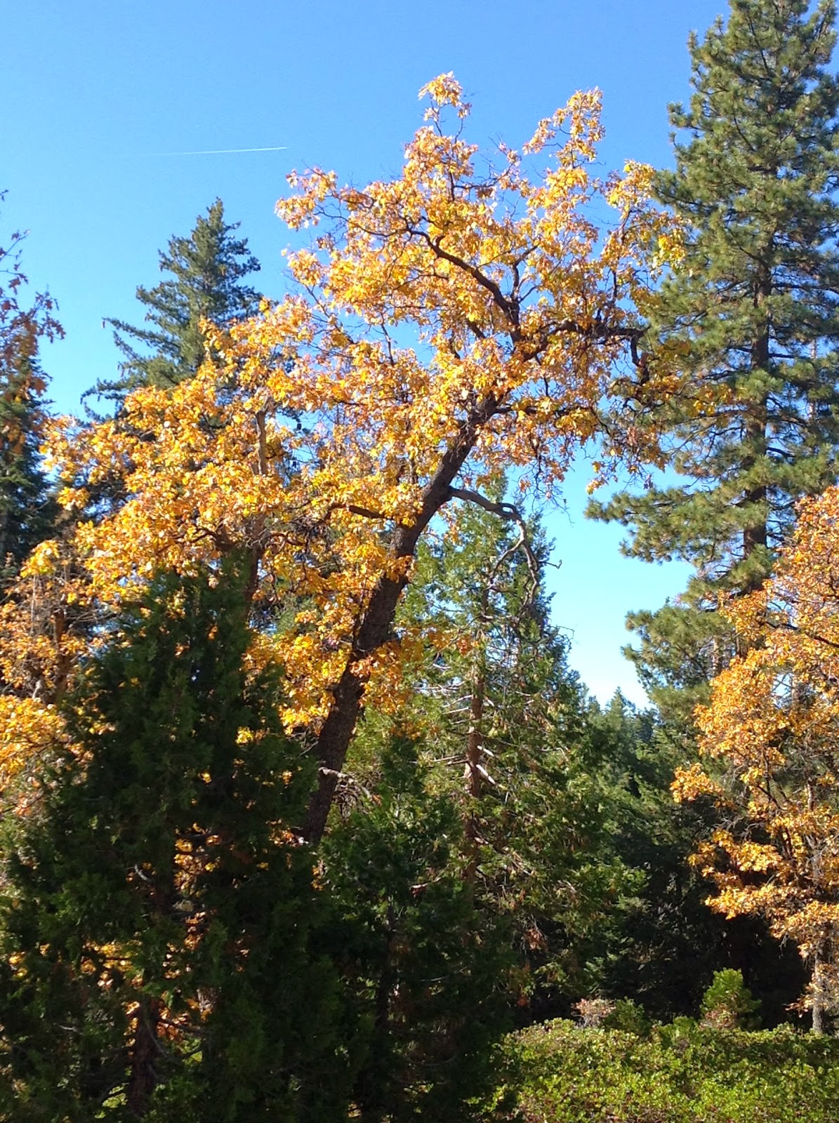 Pine Longing: Black Oaks and Golden Leaves