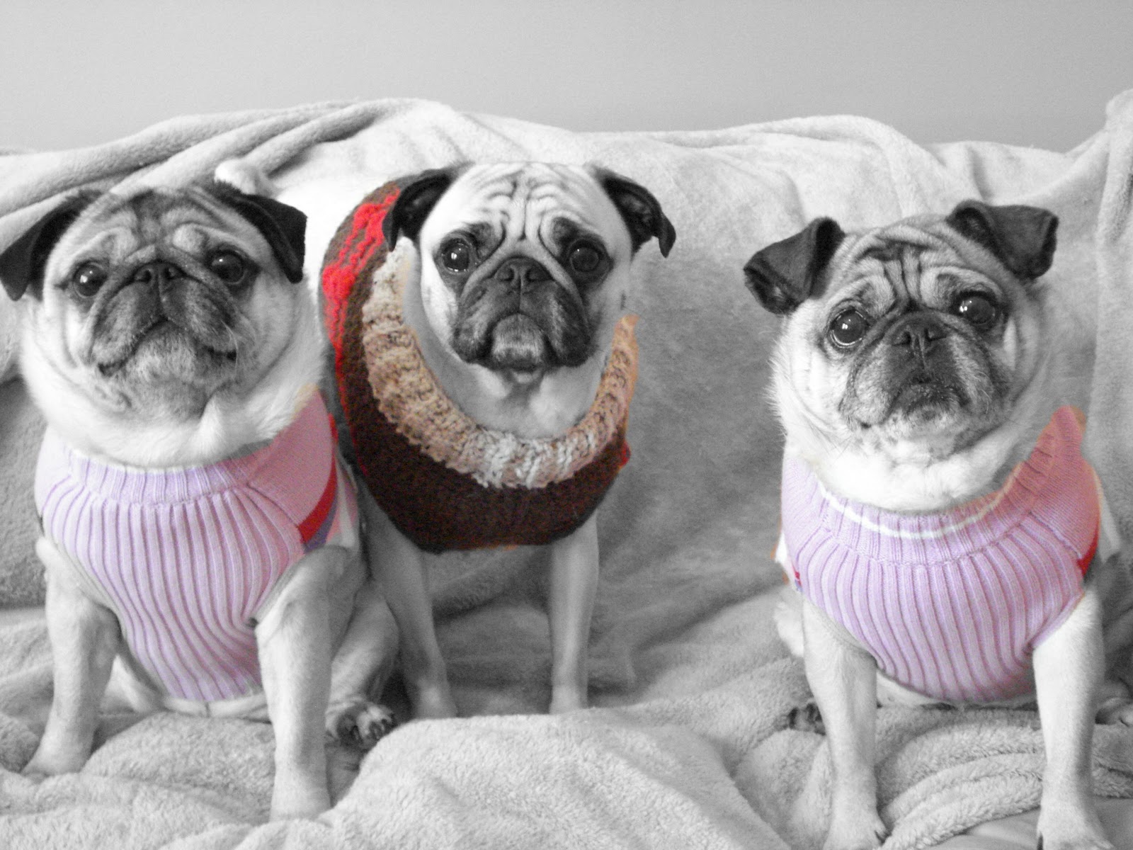 Wilma the Pug: Sweater Day ~ We Do It the Stubby Way