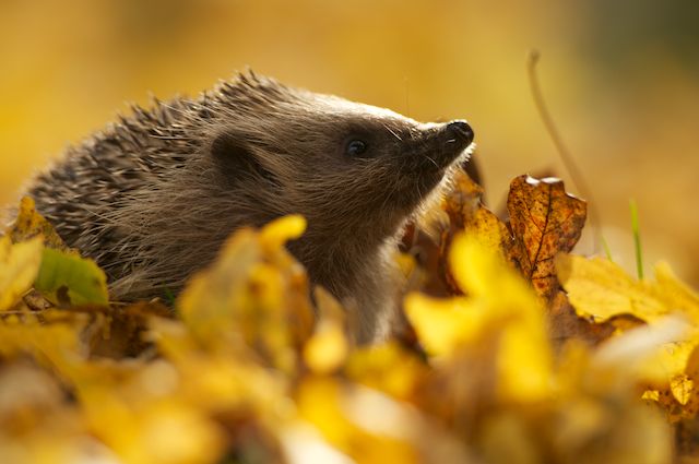 British Wildlife Centre ~ Keeper's Blog: Hedgehog; Profile and Conservation