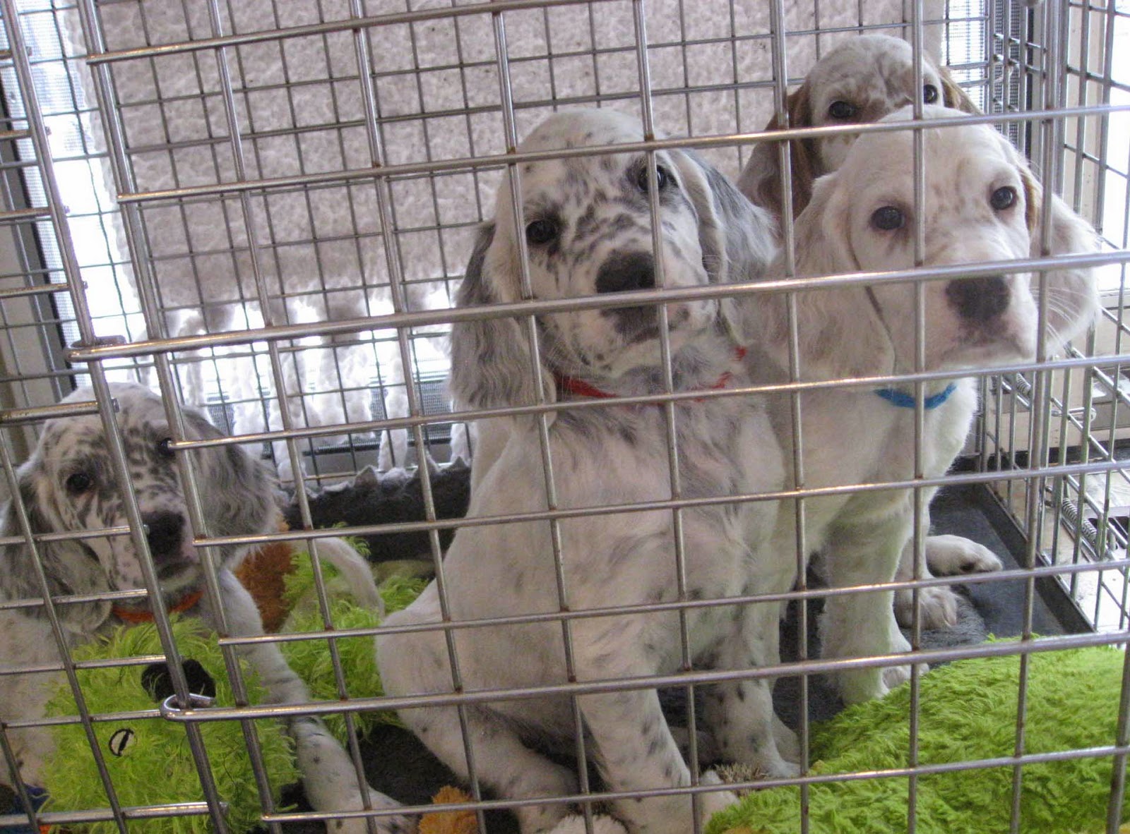 Linwood English Setters: Who said crate training was FUN?
