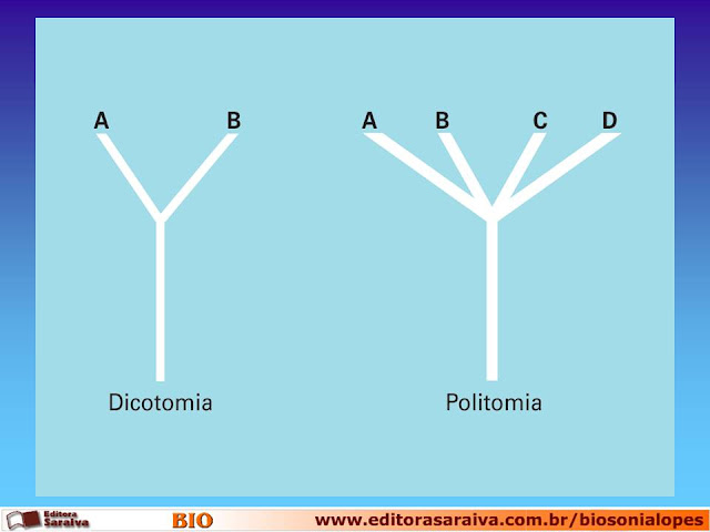 Profª Lidiane Noberto - Biologia: EVOLUÇÃO: CLADOGÊNESE