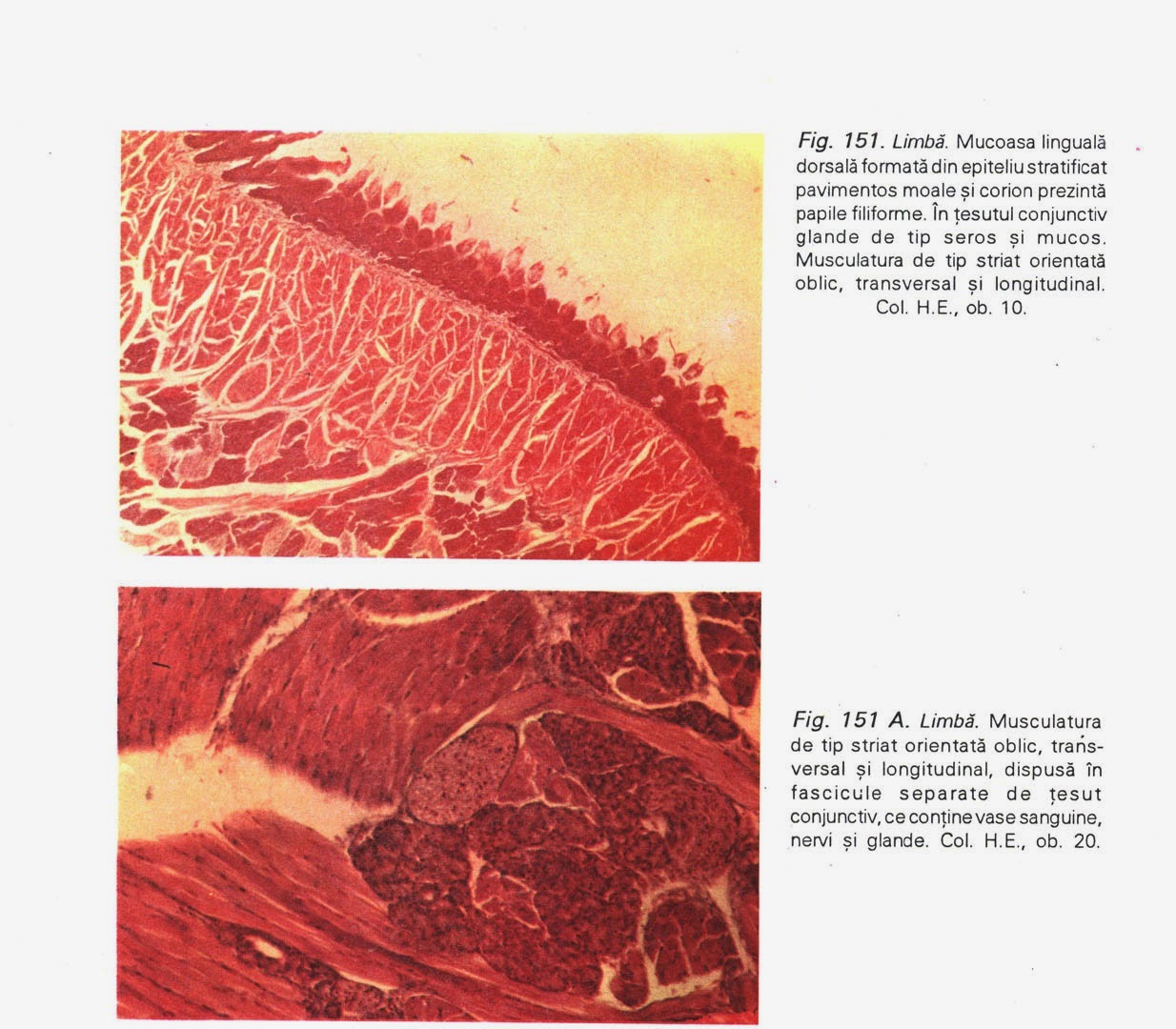 Stud-dent la Facultatea de Medicina Victor Papilian: Histologie - LP