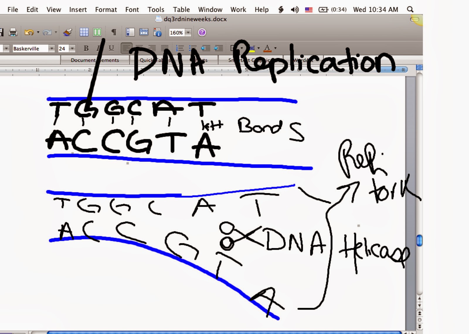EC Honors Biology: DNA Replication Wrap Up