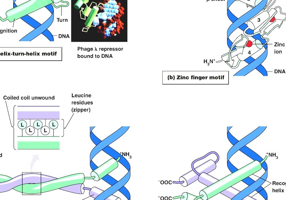 Iucr Structure Of The E Dna Binding Domain From Human Papillomavirus