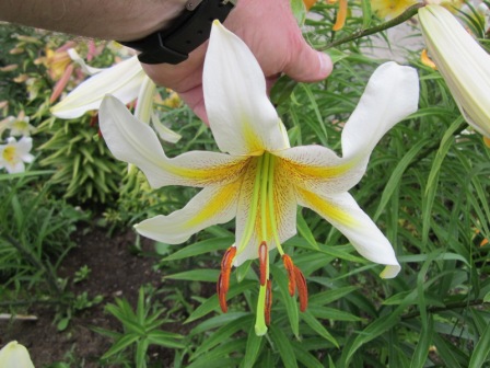 Saskatchewan Lilies ....in progress