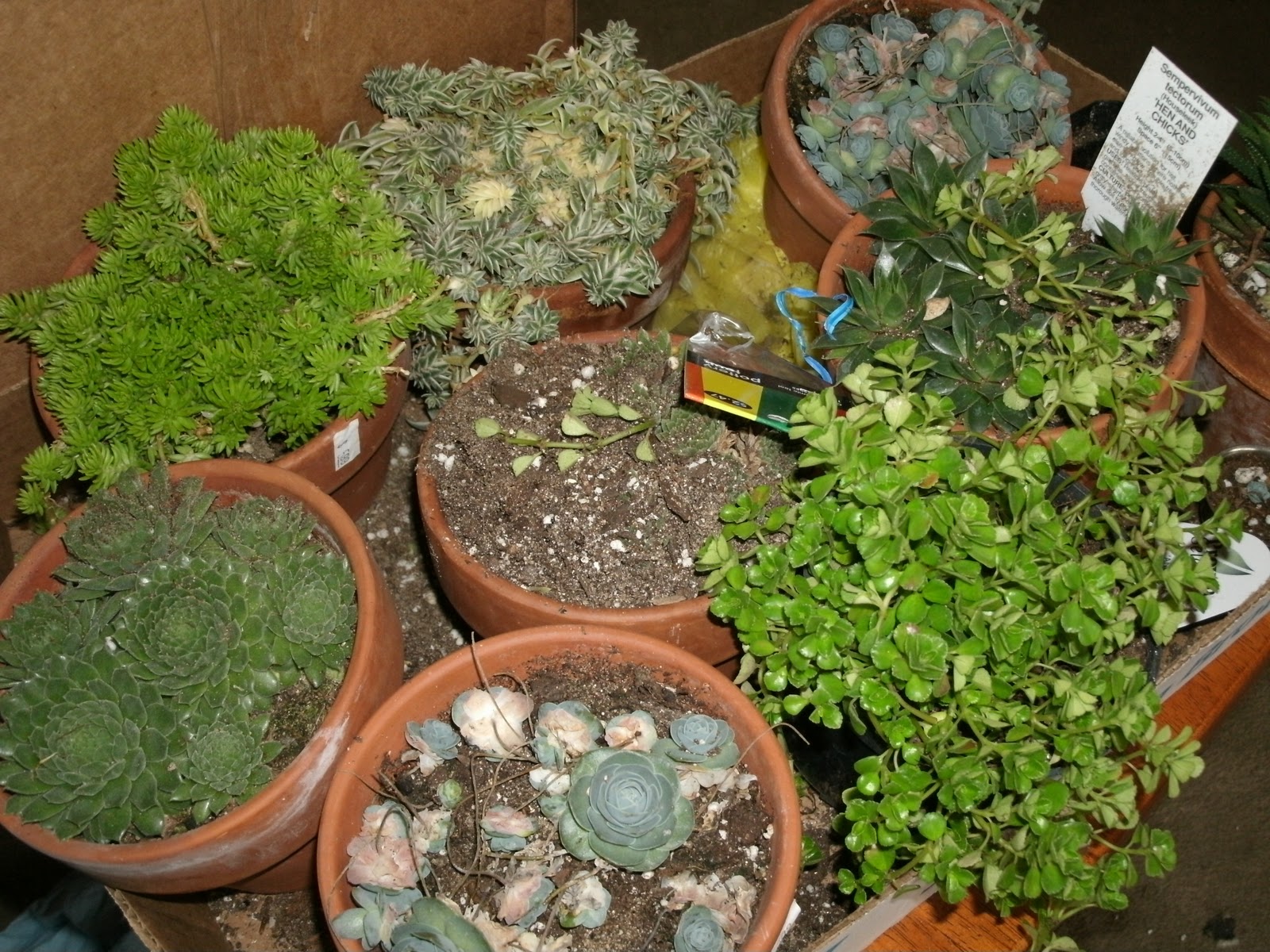 Diana's Garden: My First Mini Garden's