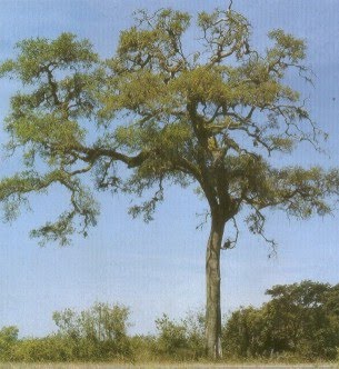 Argentina nativa: Palo lanza (Phyllostylon rhamnoides)