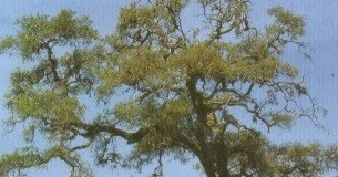 Argentina nativa: Palo lanza (Phyllostylon rhamnoides)