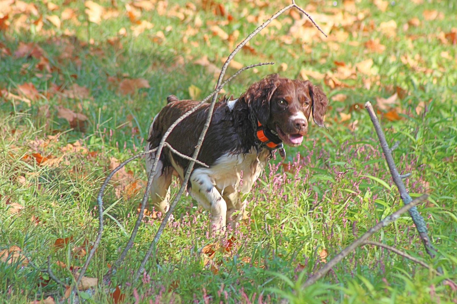 Cute Dog Cooling Off On A Humid Morning
