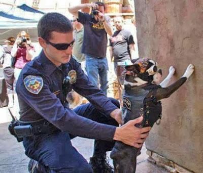 En ocasiones veo reos (Blog de Derecho penal y procesal penal de Juan ...