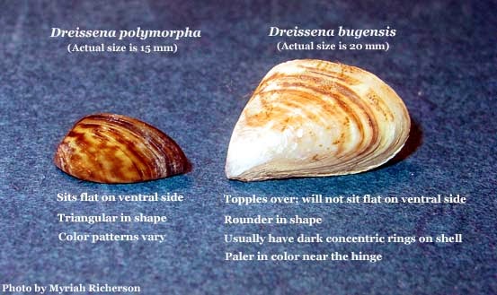 The Zebra Mussel Invasion