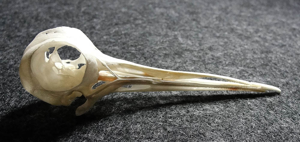 Bones 'n Nature: Bird Beaks