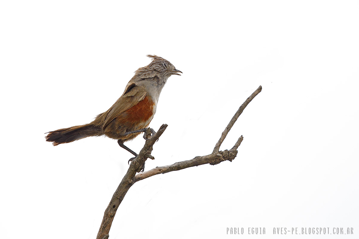 mis fotos de aves: Rhinocrypta lanceolata Gallito Copetón Crested Gallito