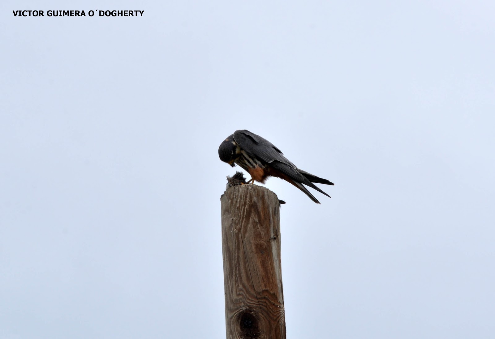 Mis imágenes de aves: ALCOTAN EUROPEO
