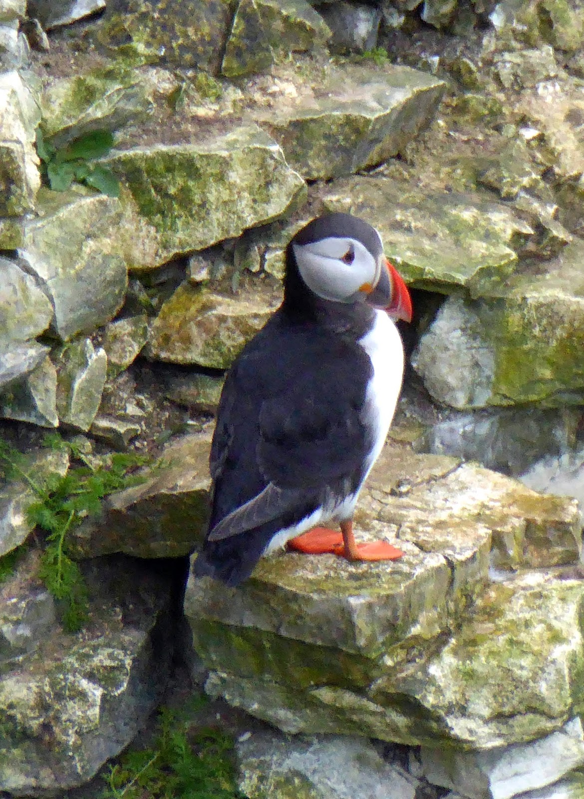Wild and Wonderful: Puffins from RSPB Bempton Cliffs, Yorkshire