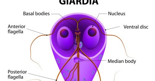 Giardiasis: Desarrollo
