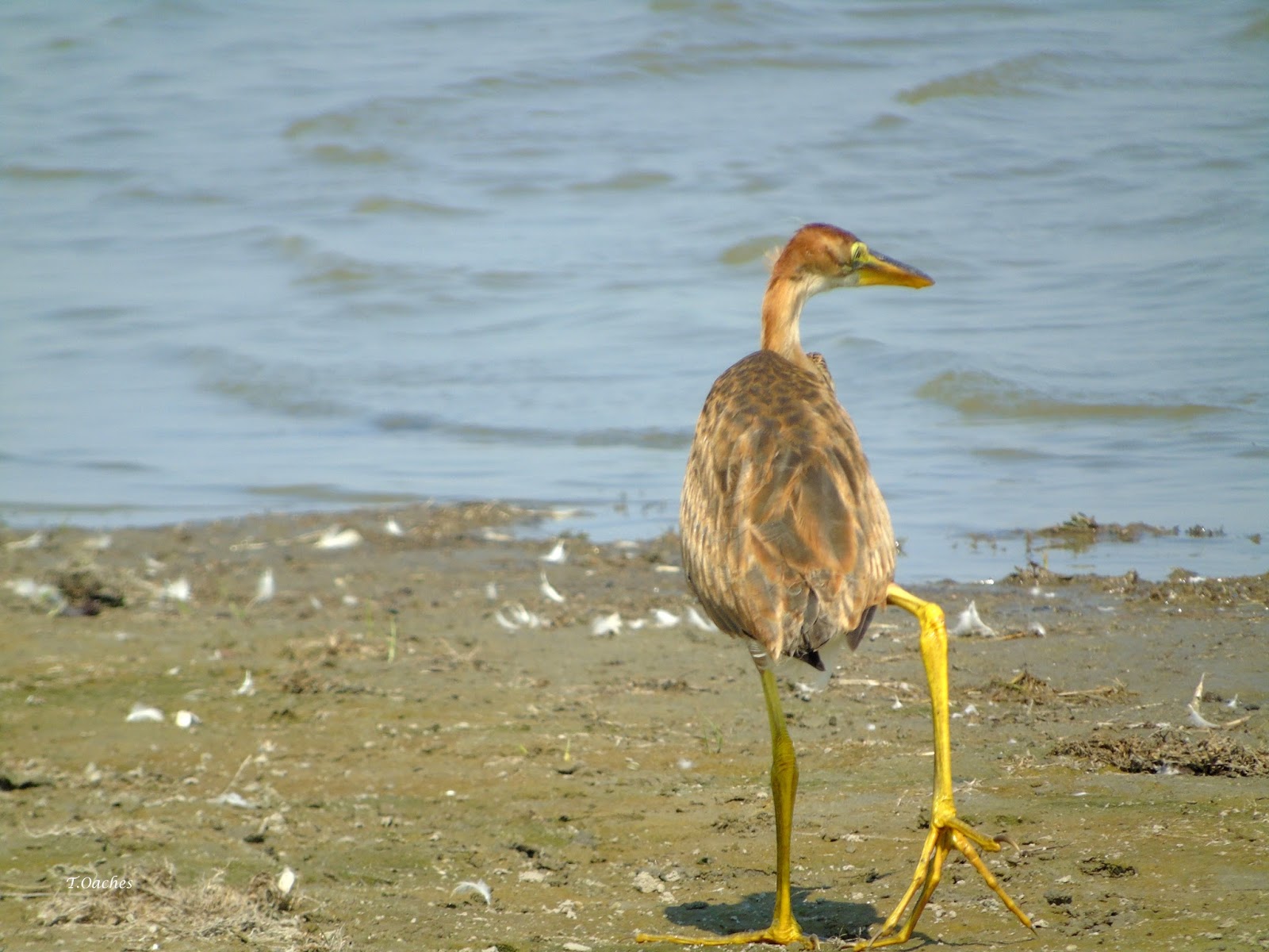PASARI DIN ROMANIA: STARC ROSU, Ardea purpurea