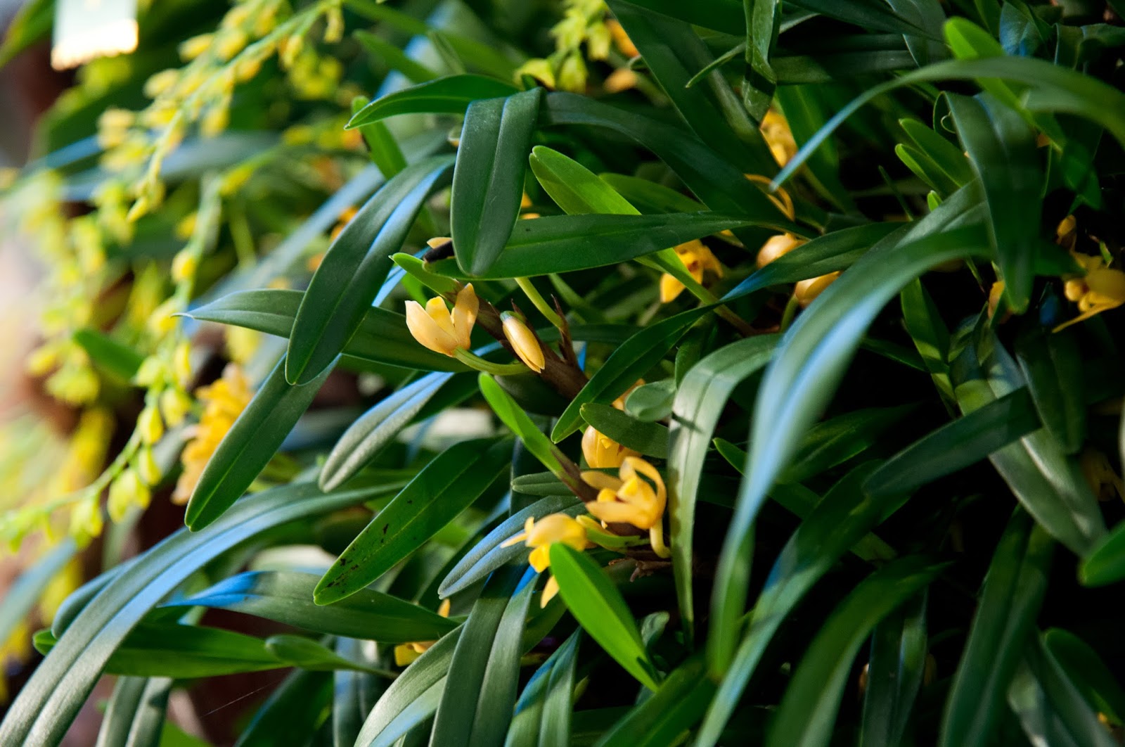 Maxillaria variabilis care and culture | Travaldo's blog