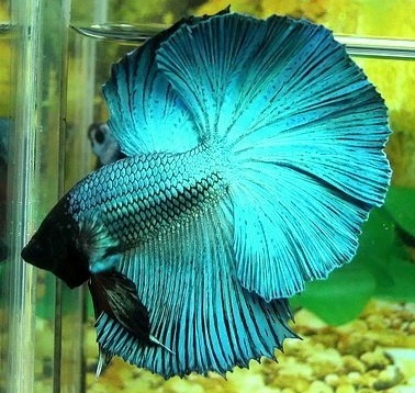 Betta Splendens: Les couleurs des bettas: génotype / phénotype