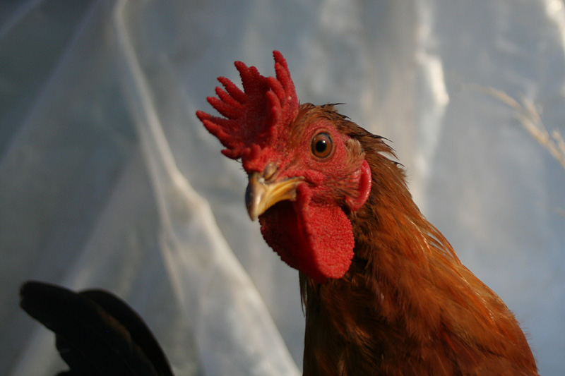 Chicks and Weeds: Buttercups - the sweetest chickens I know