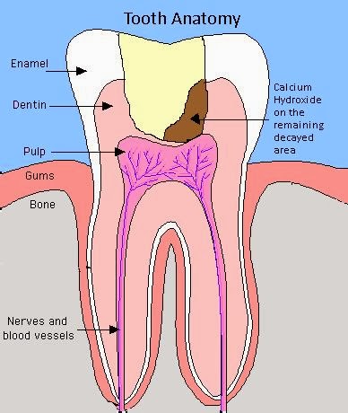 Dentistry and Medicine: Pulp therapy for primary teeth