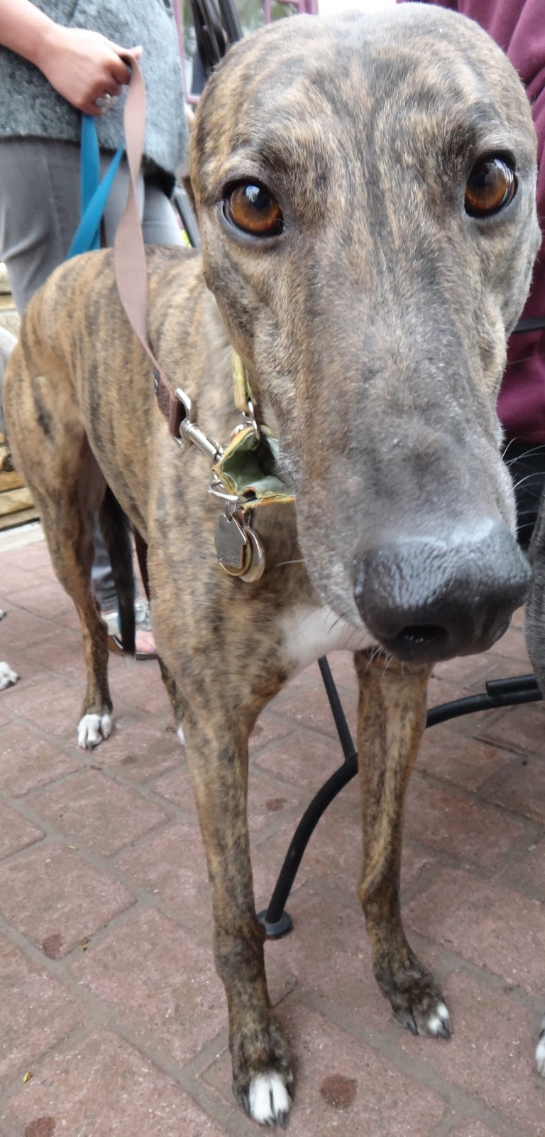 Northern Lights Greyhound Adoption Dog Blog: NLGA Photo Roundup -- Task ...