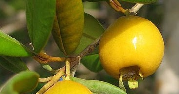 Tanaman Yellow Pitomba