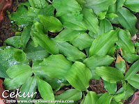 Open Minda: Khasiat daun CEKUR pada tubuh