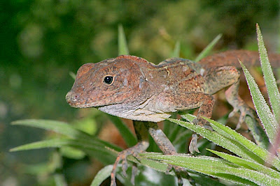 Aquarien und Orchideen : unsere Aquarien- und Terrarienbewohner
