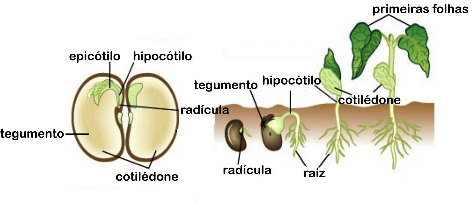 Grupos Vegetais: : Gimnospermas, Angiospermas, Flor, Fruto e Semente