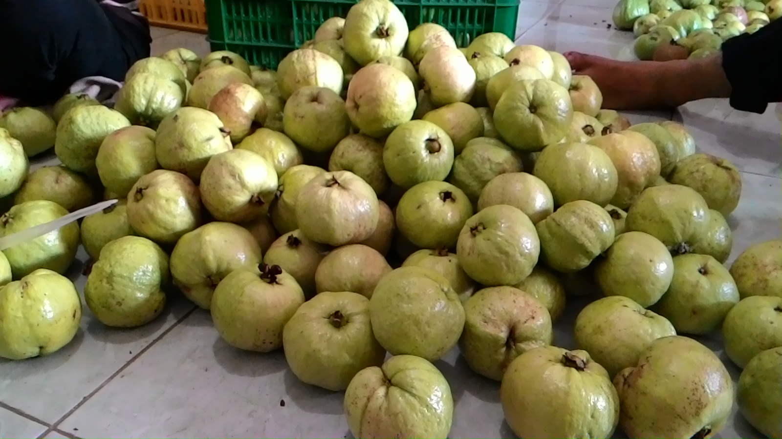 Apa Perbedaan Jambu Kristal dan Jambu Mutiara ? | -Petani TOP-