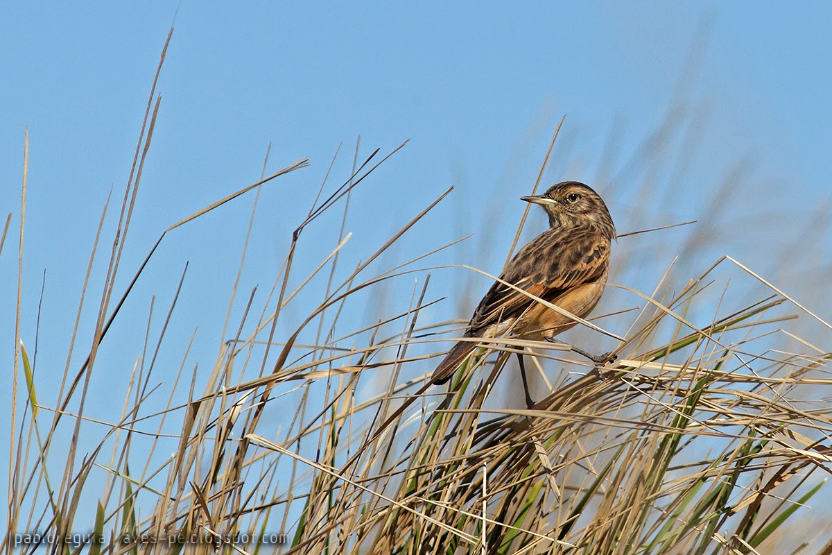 mis fotos de aves: Hymenops perspicillatus Pico de Plata Spectacled Tyrant