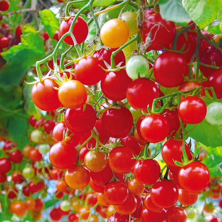 LIVE INFOS: Start Indian Tomato Farming With High Yield Variety