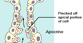 Apocrine metaplasia Symptoms, Causes, Ultrasound, Cytology, Treatment ...