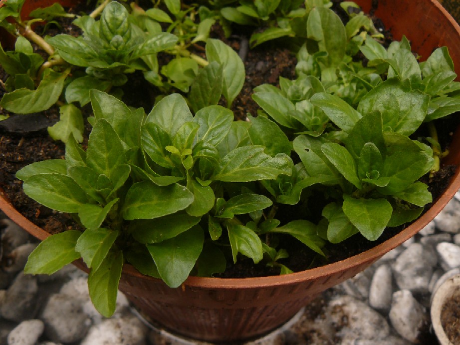 Outras Comidas: Cultivar Poejos