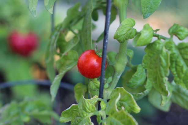 How To Grow Tomatoes At Home Urdu Tips Tomato Growing Season In ...