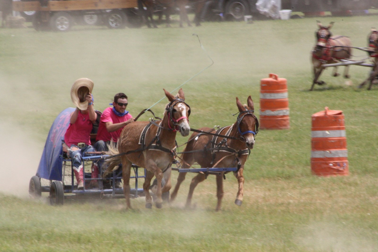 PairADice Mules: Rock Bottom Chuckwagon Races 2012