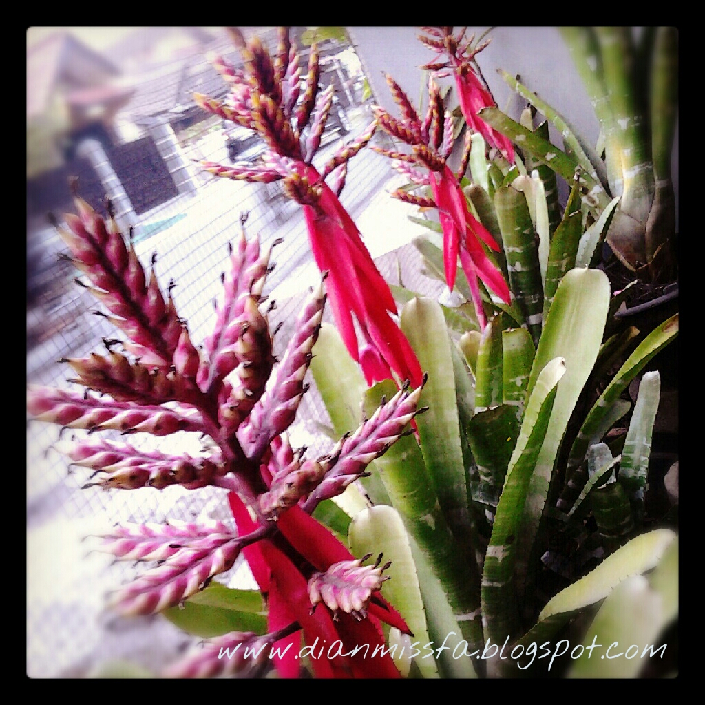 KEBUN BUNGA: BROMELIA