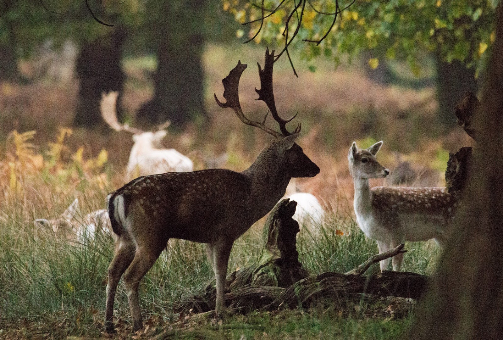 Chipster63 Photography: Beautiful Creatures