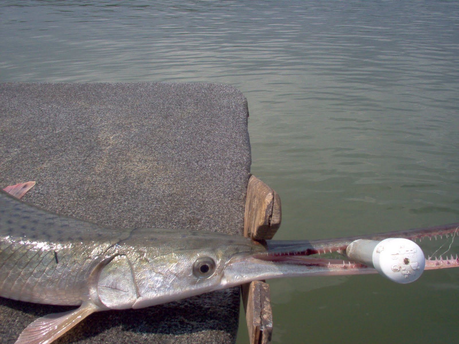 Lake Lanier Gar Fishing