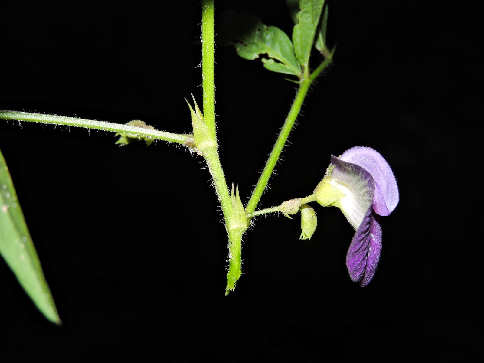 Fabaceae - Leguminosae no Brasil: Fabaceae - Centrosema pascuorum Mart ...