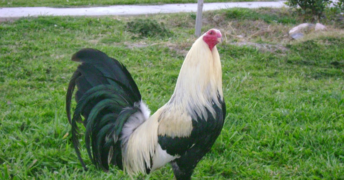 GALLEROS PROFESIONALES Y PRINCIPIANTES