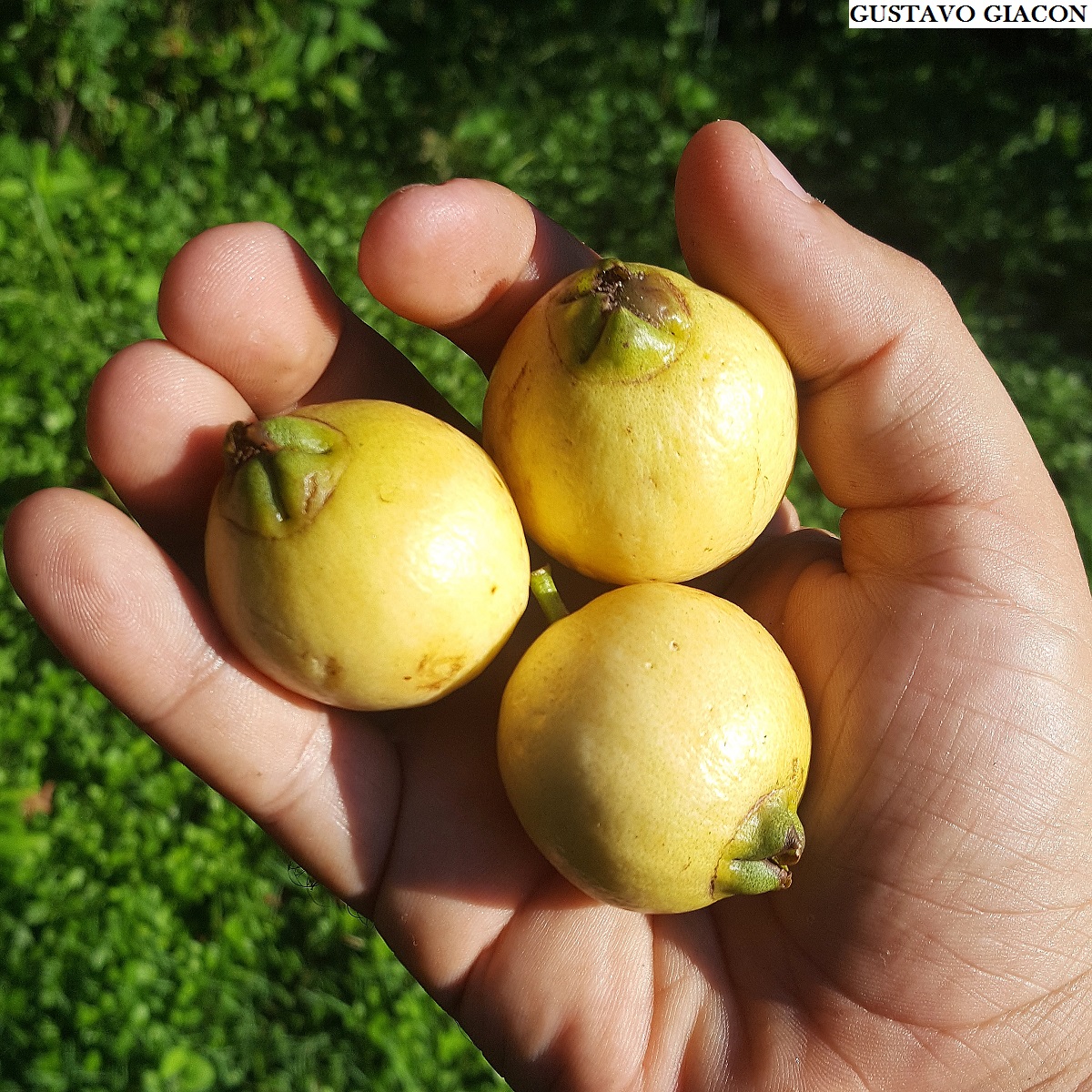 Viveiro Ciprest - Plantas Nativas e Exóticas: Jambo Amarelo ( Syzygium ...