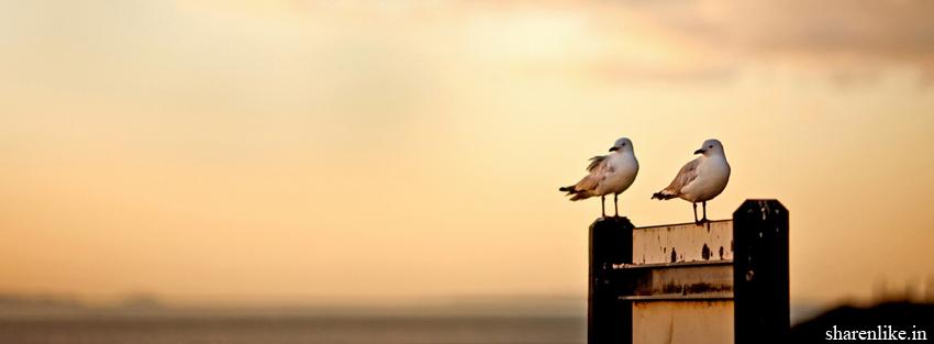 Facebook Covers Birds #7 | Facebook Covers | Timeline, cover, Photo