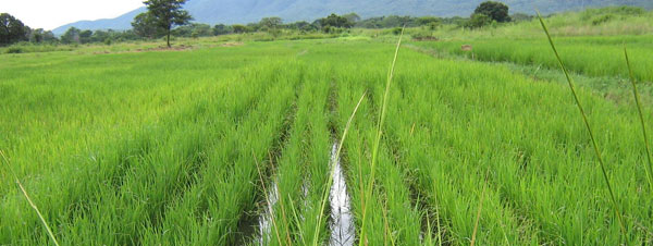 WATAALAMU WA KILIMO CHA MPUNGA WAHITAJIKA MBEYA ~ SHAMBANI SOLUTIONS