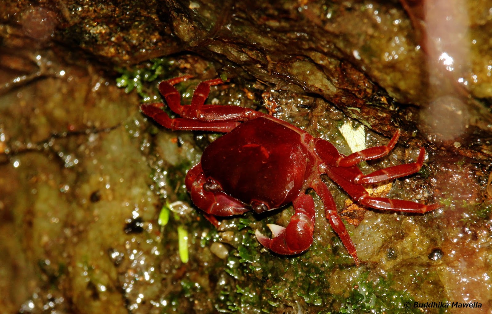 Lanka Nature Summary: Sri Lanka red crab (Ceylonthelphusa sanguinea)