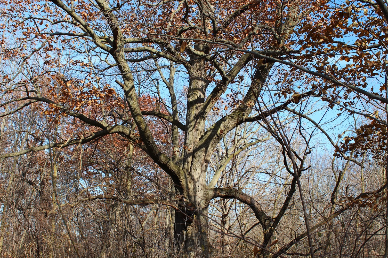 Nature Within - Cherish The Moment: Wisconsin Indian Summer